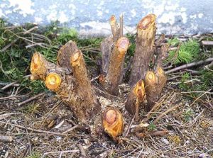 How to Remove Bushes with Deep Roots | Remove Stubborn Bush