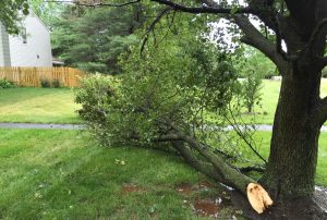 What do You Put on a Tree when Large Branch Breaks off? | Guide